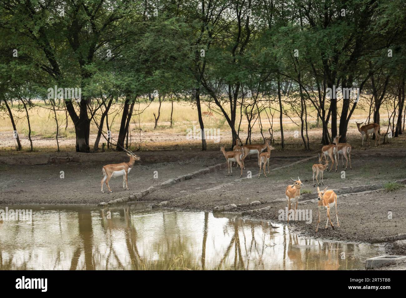 Large indian antelope hi-res stock photography and images - Alamy