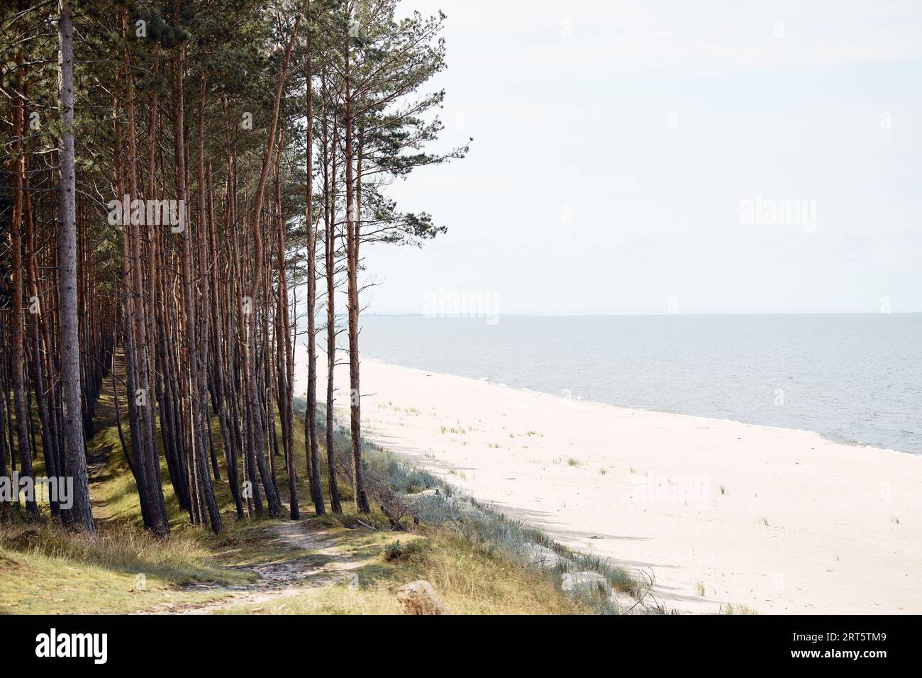 Seashore landscape. Sand beach and forest scene. Calm scene. Summer ...