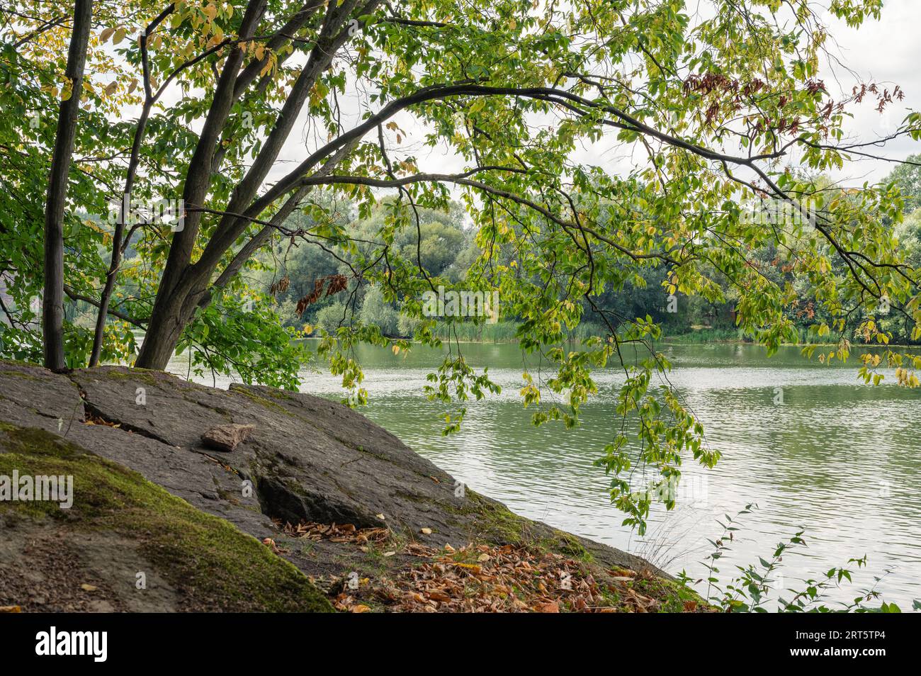 Bank of river with green tree and gray rock. Romantic, scenic ...