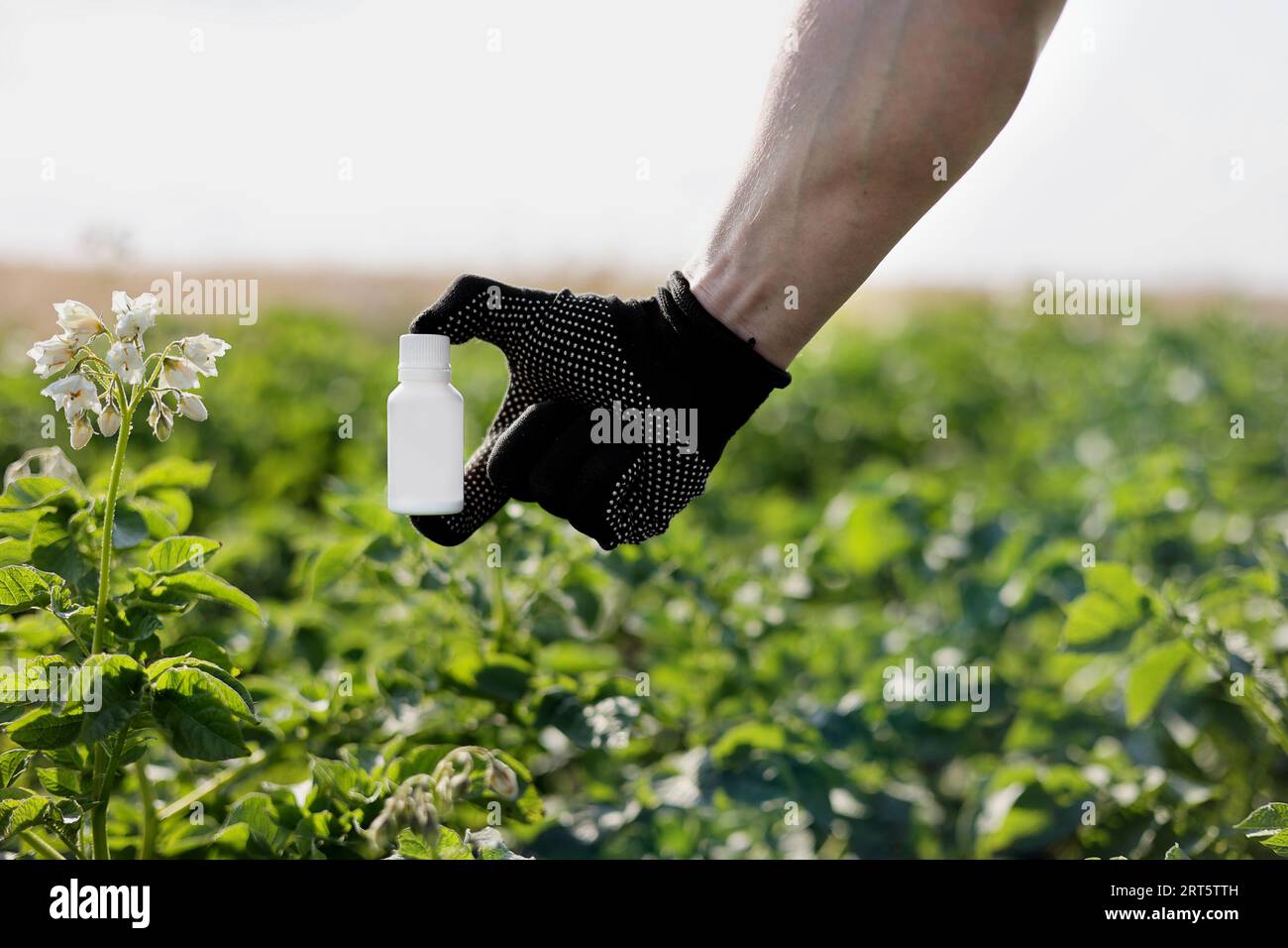 Garden season problem.Cropped photo hand of farmer in black protective ...