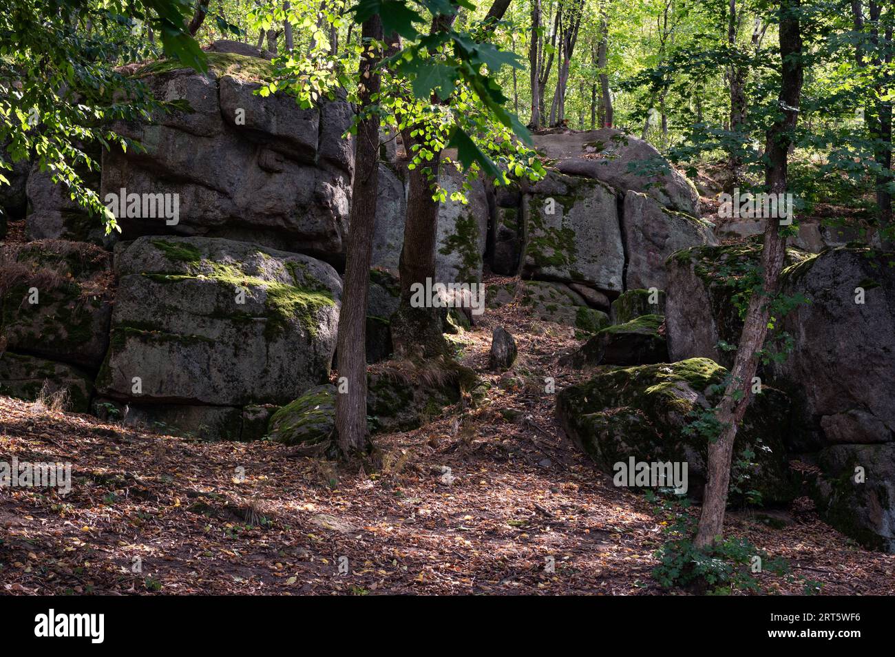 Gray rocks with moss and trees in beautiful summer autumn forest ...