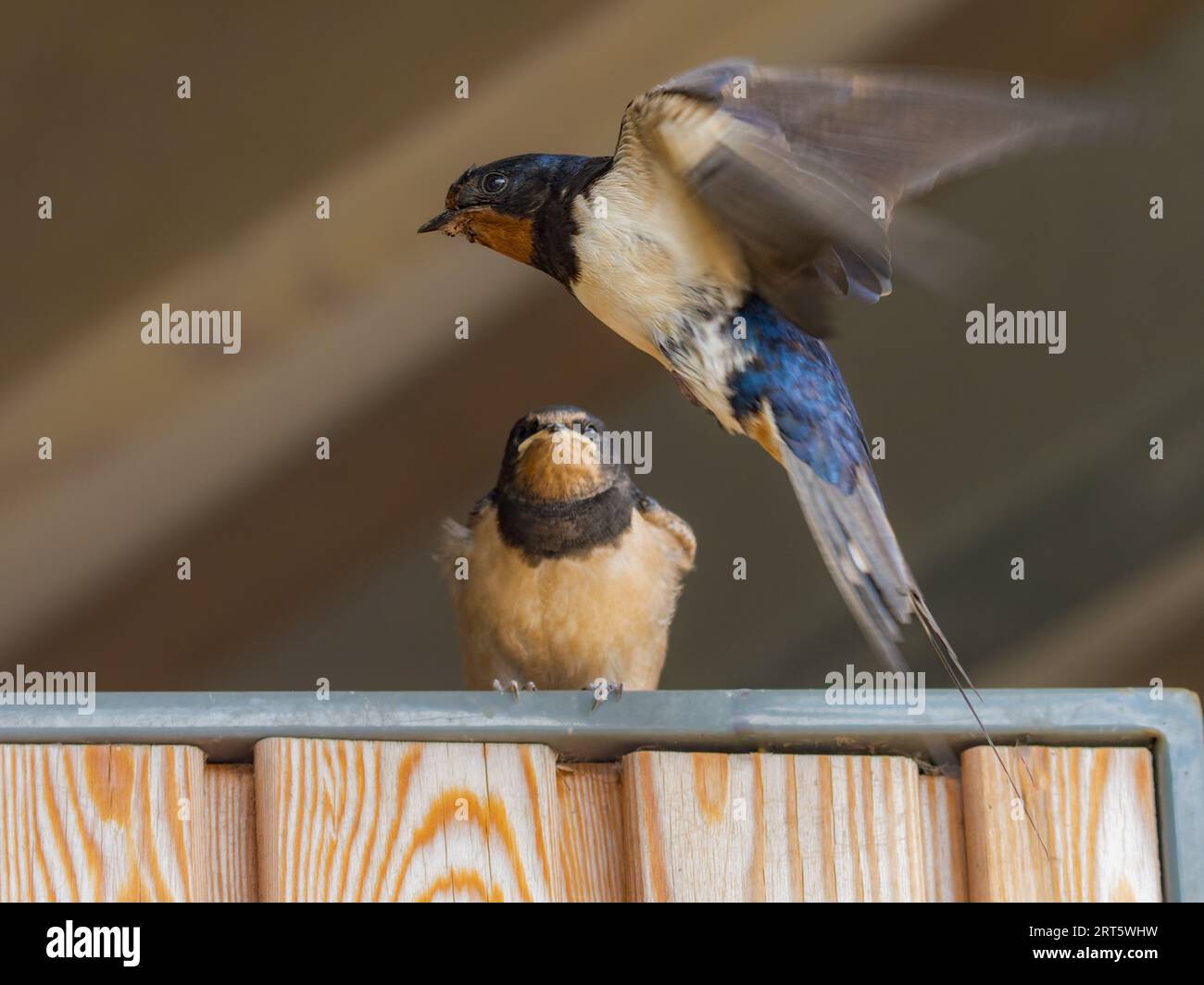 Barn Swallow and young, Holkham, North Norfolk, UK Stock Photo - Alamy