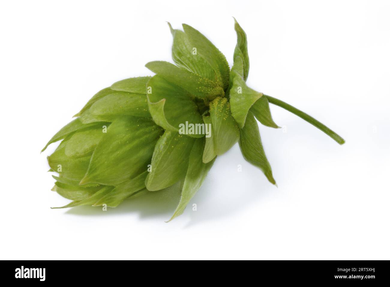 Detail of green fresh hop head - fruit of the Czech hop plant (Humulus ...