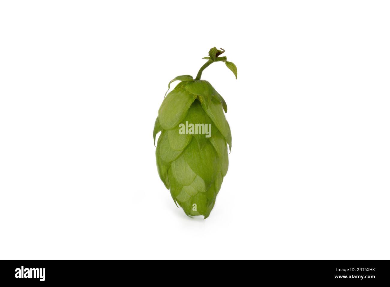 Green fresh hop head - variety Agnus - fruit of the Czech hop plant ...