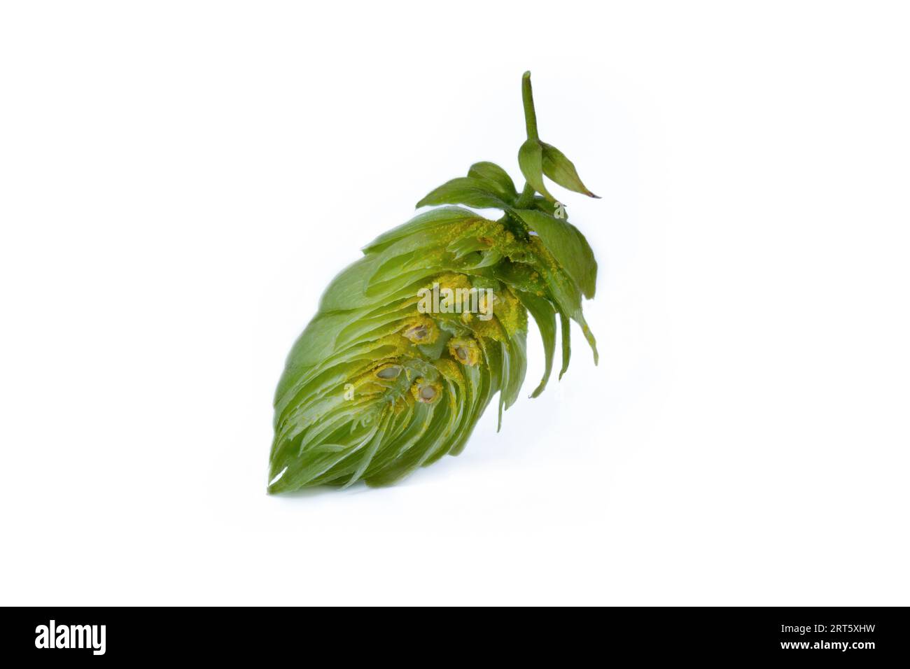 Cut green fresh hop head - fruit of the Czech hop plant (Humulus ...