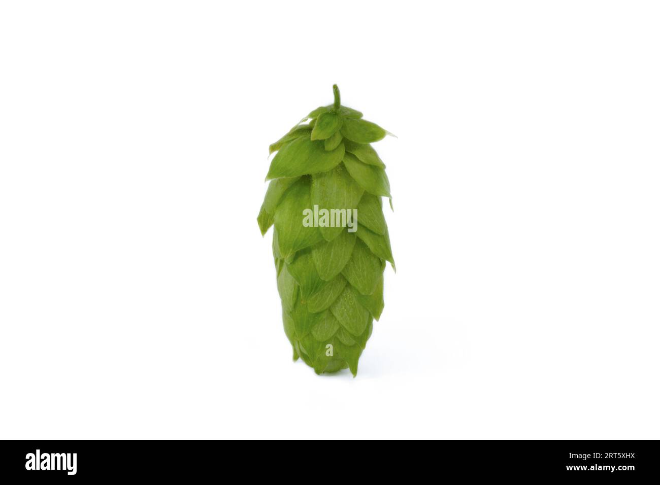 Green fresh hop head - variety Sladek - fruit of the Czech hop plant ...