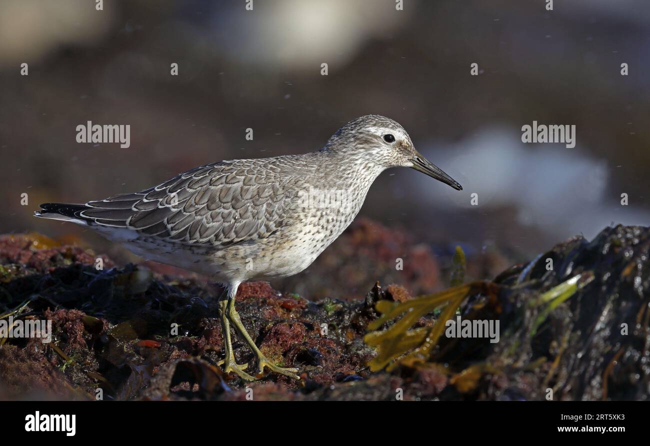 Red knot, Calidris canutus, on beach Stock Photo - Alamy