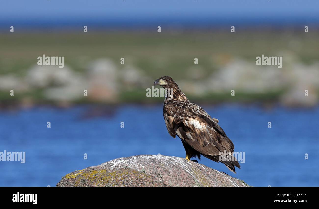 Resting eagle hi-res stock photography and images - Alamy