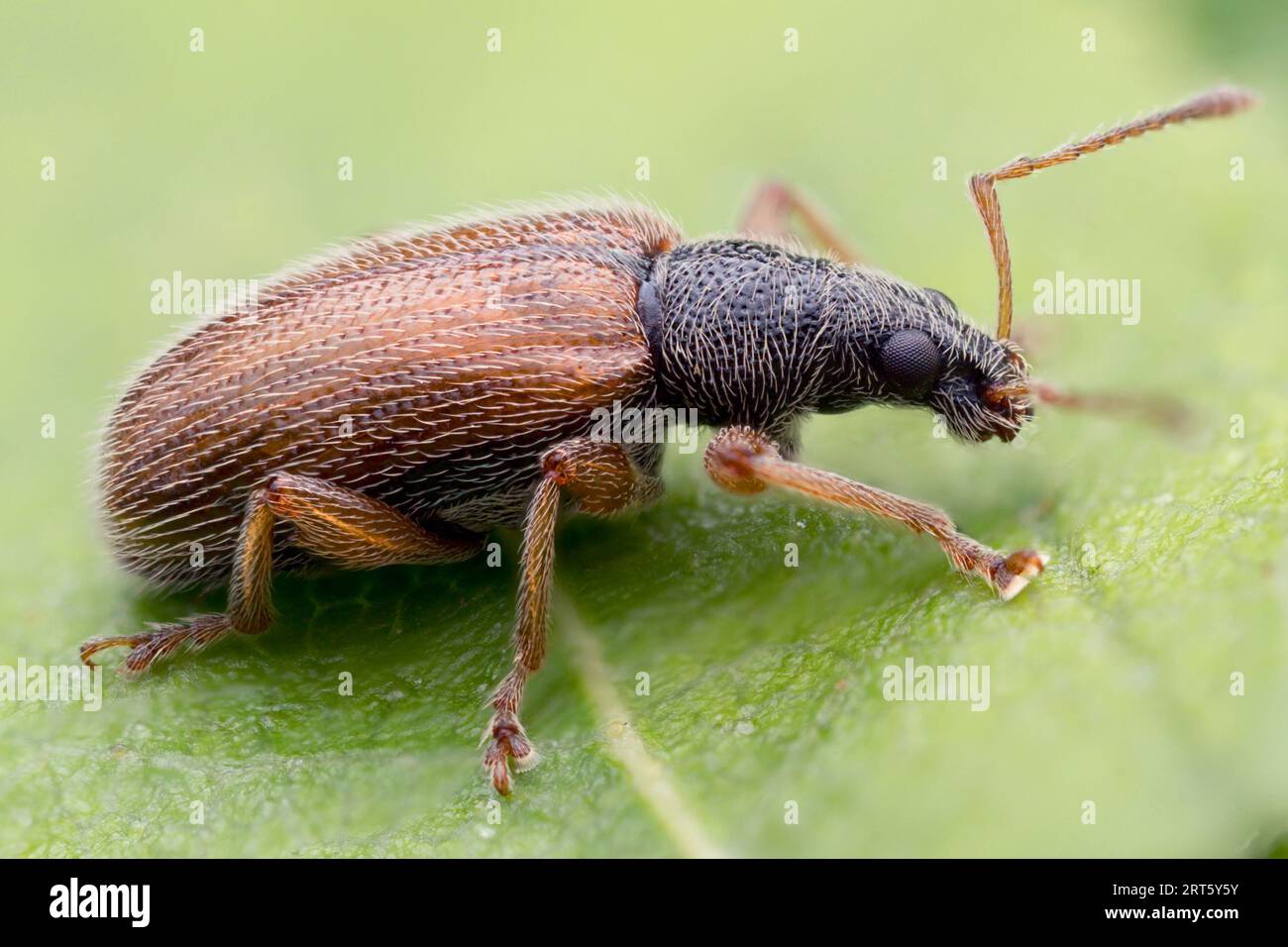 Brown Leaf Weevil (Phyllobius oblongus) resting on hawthorn leaf ...