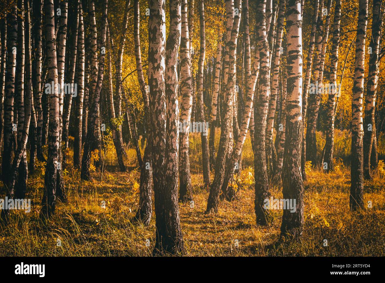 Rows of birch trees with golden leaves in golden autumn, illuminated by ...