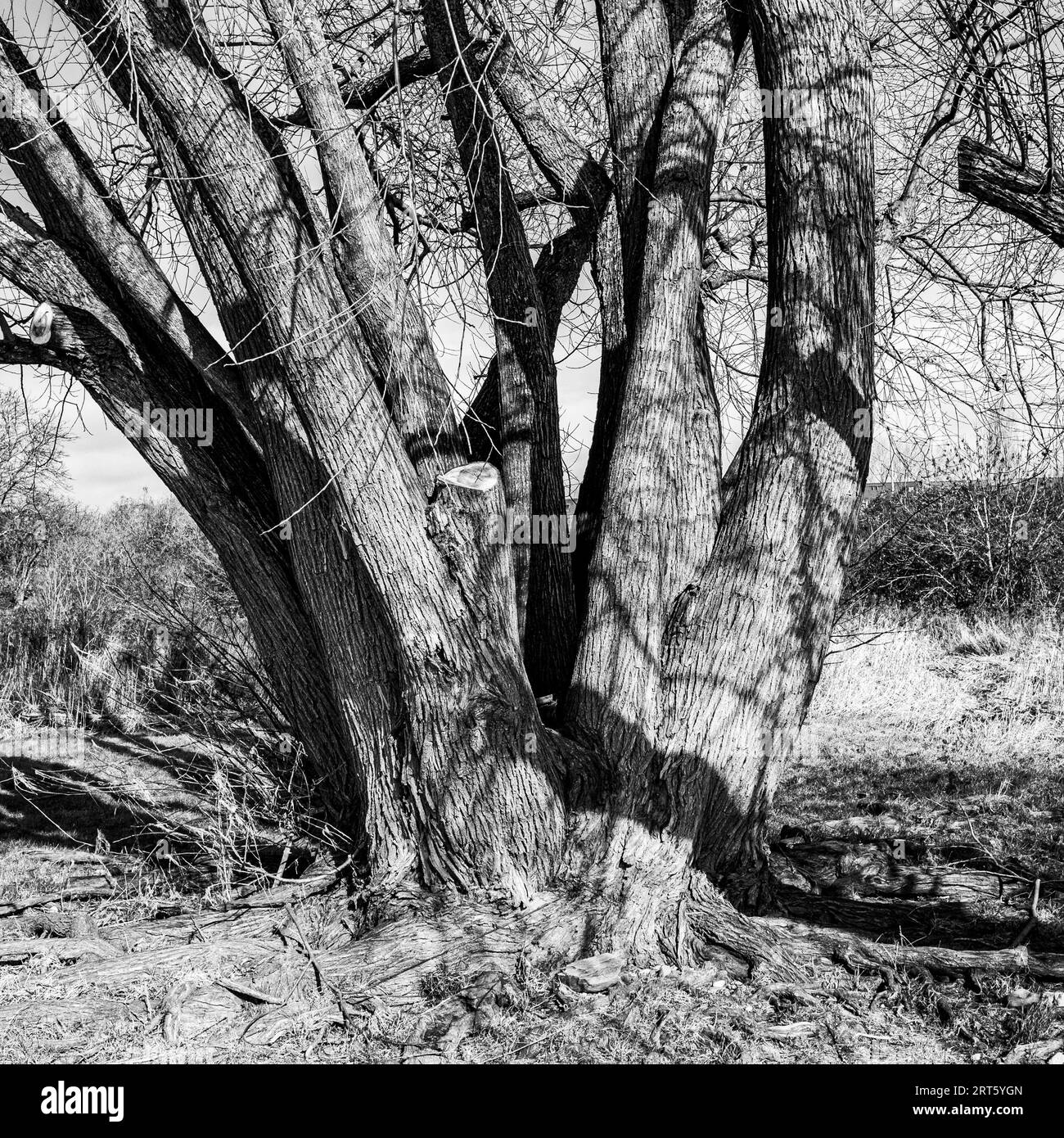 Black and white photo of a tree in a forest in Cologne Germany Stock ...