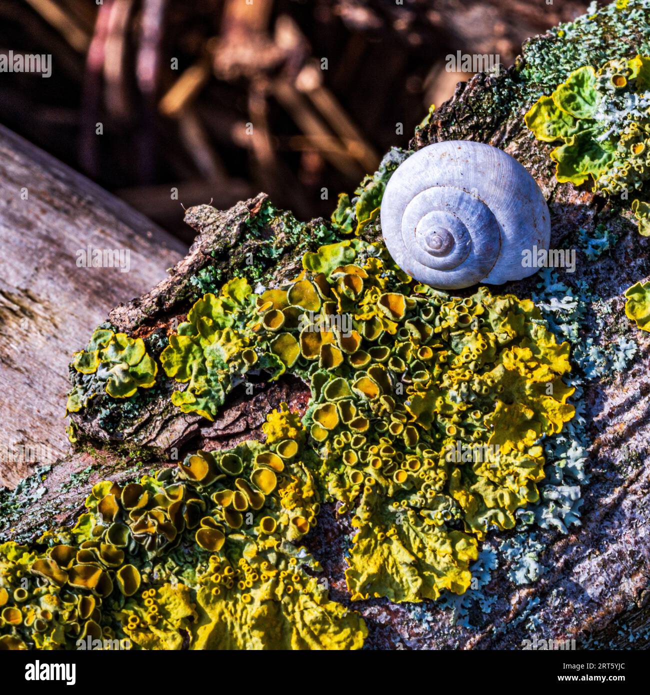 color photo of a snail on a tree in a forest in Cologne Germany Stock ...
