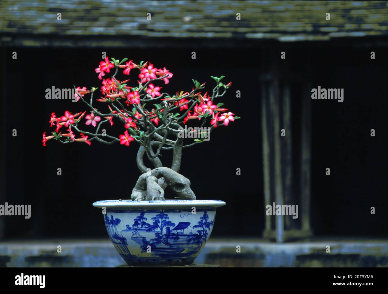 Bonsai inside Royal Palace Stock Photo - Alamy