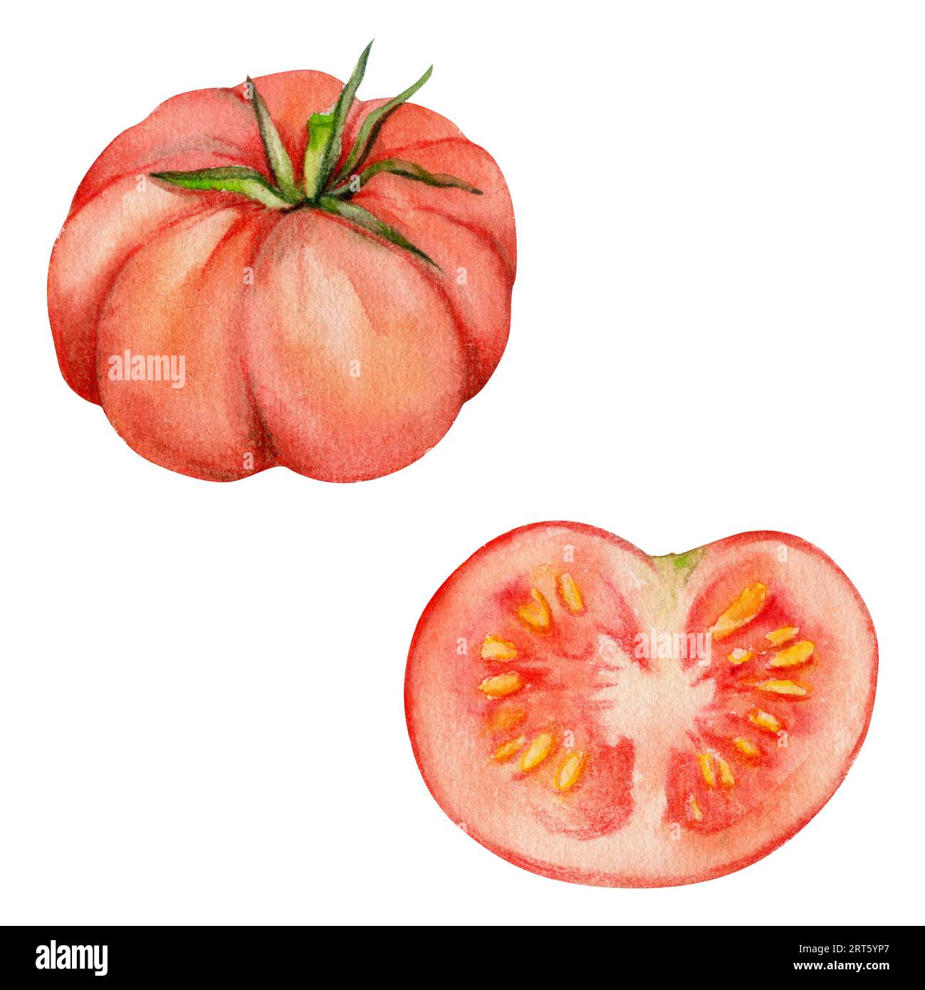 Hand drawn watercolor red tomato vegetable, whole and slice diet ...
