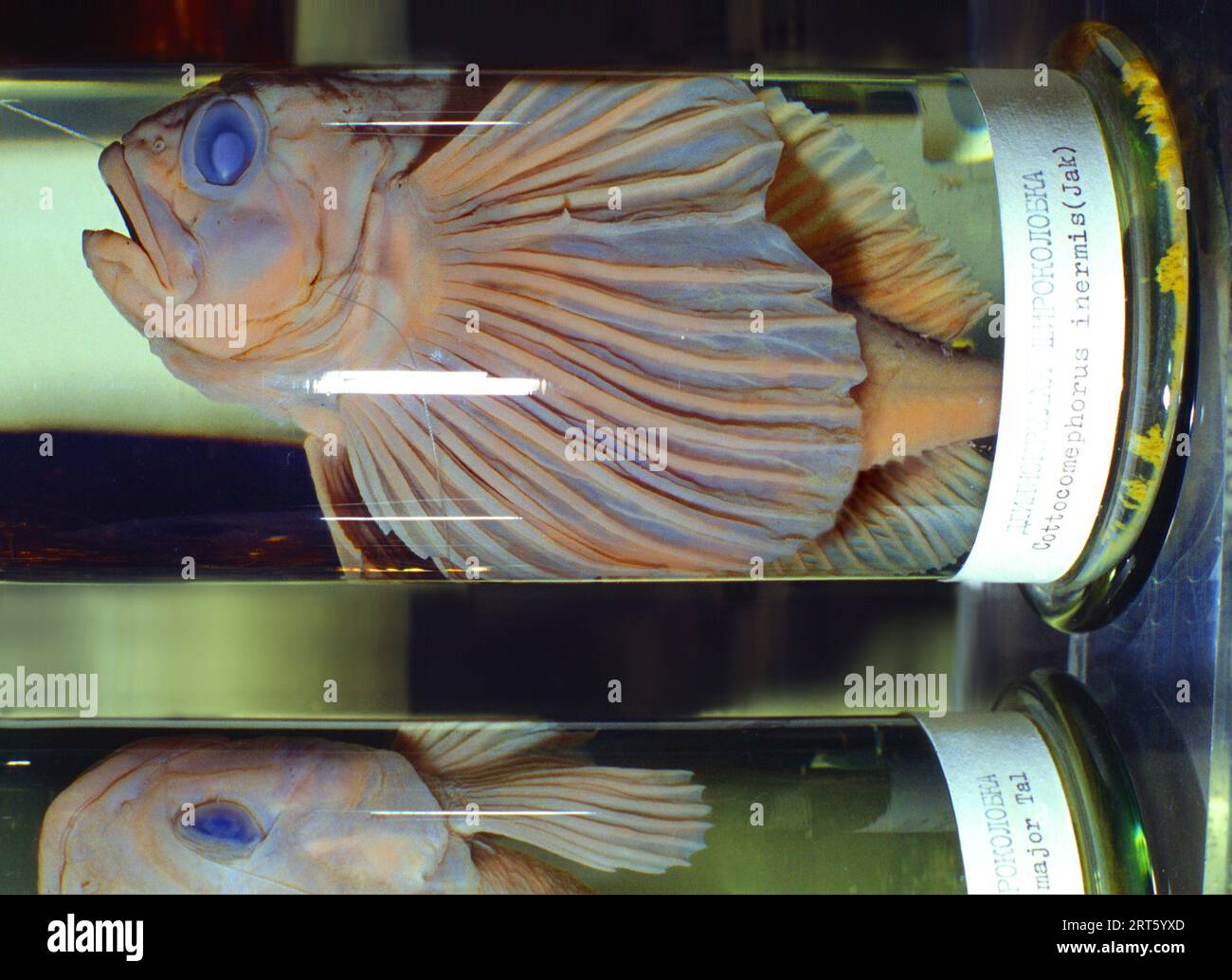 Baikal museum hi-res stock photography and images - Alamy