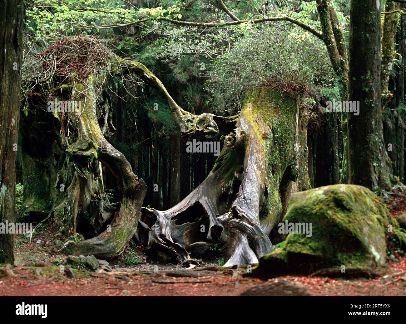 Alishan national park hi-res stock photography and images - Alamy