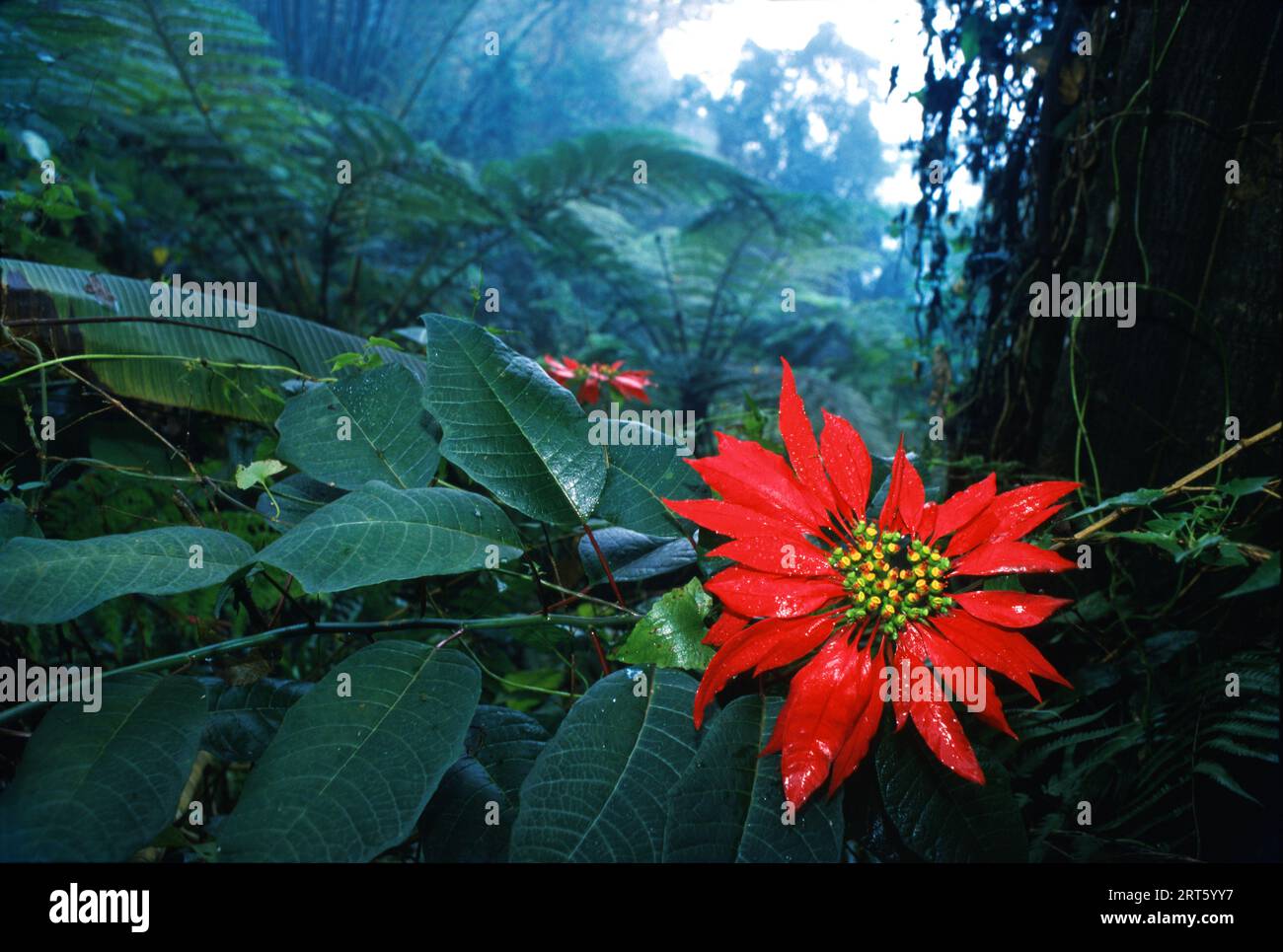 Regenwald asien hi-res stock photography and images - Alamy