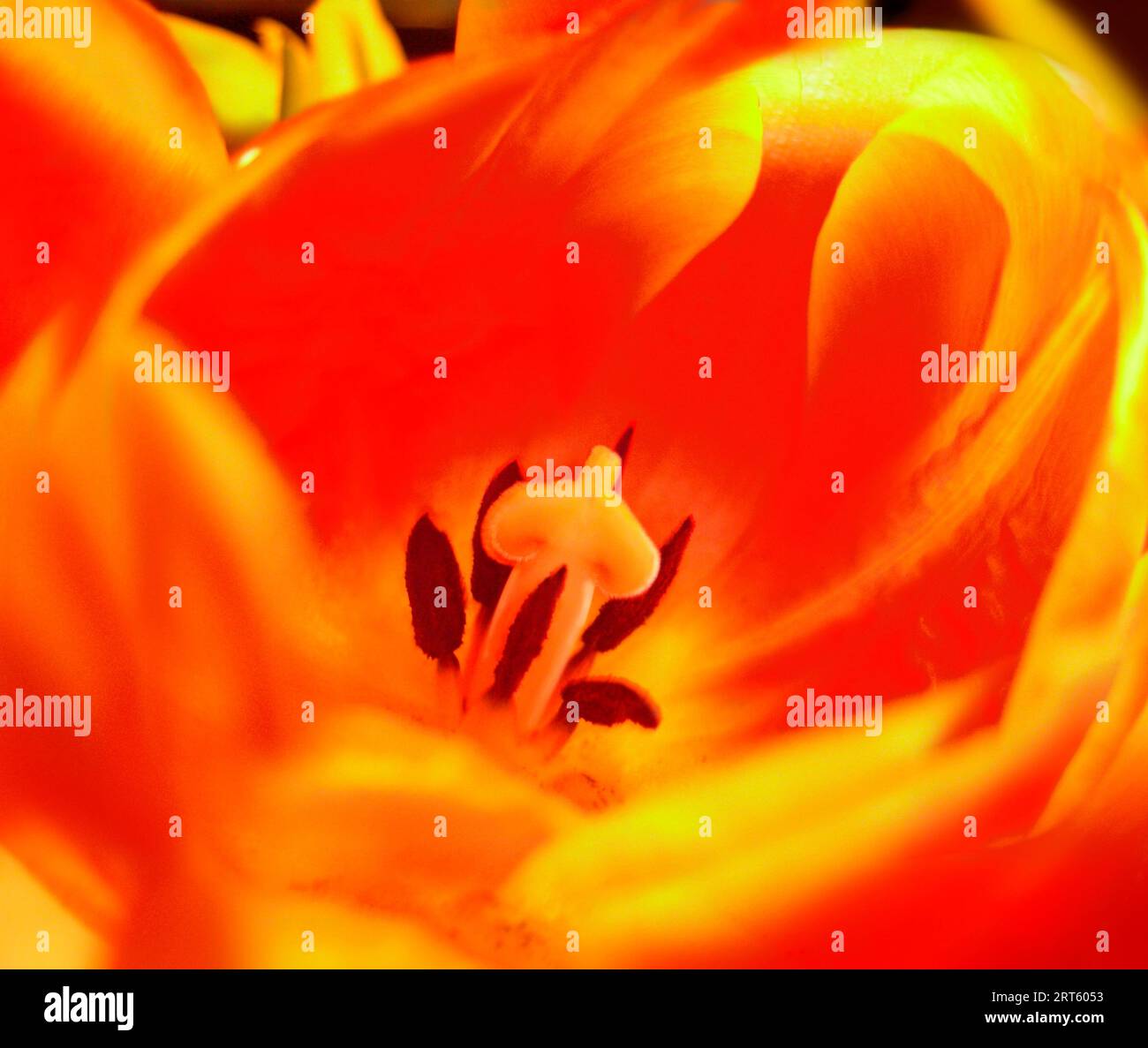 Inside a tulip flower Stock Photo - Alamy