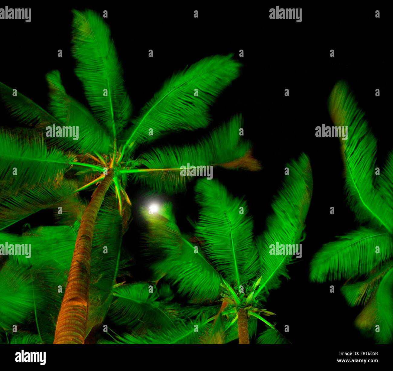 Palms - breeze - full moon Stock Photo - Alamy