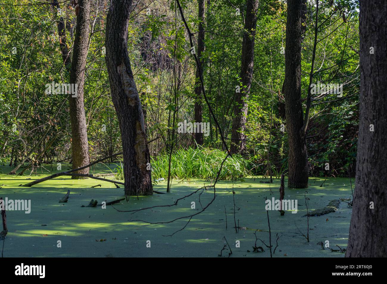 Covered with green duckweed scenic swamp in forest and small grass ...