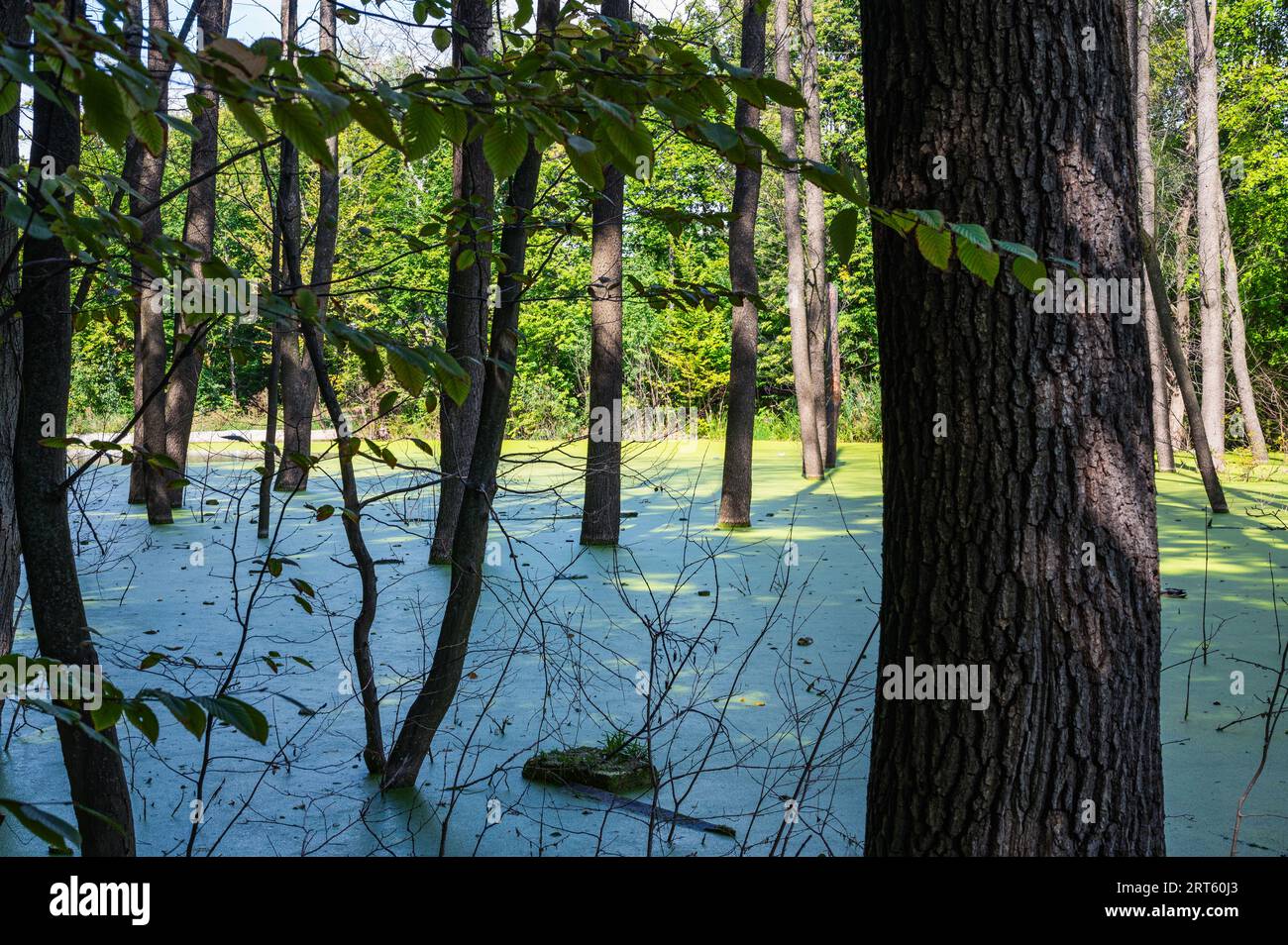 Green duckweed scenic swamp in forest, that lookes like fairytale grass ...