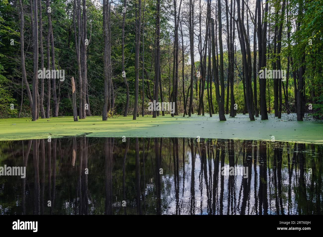 Lake in forest with water covered with green duckweed. Wall of trees ...