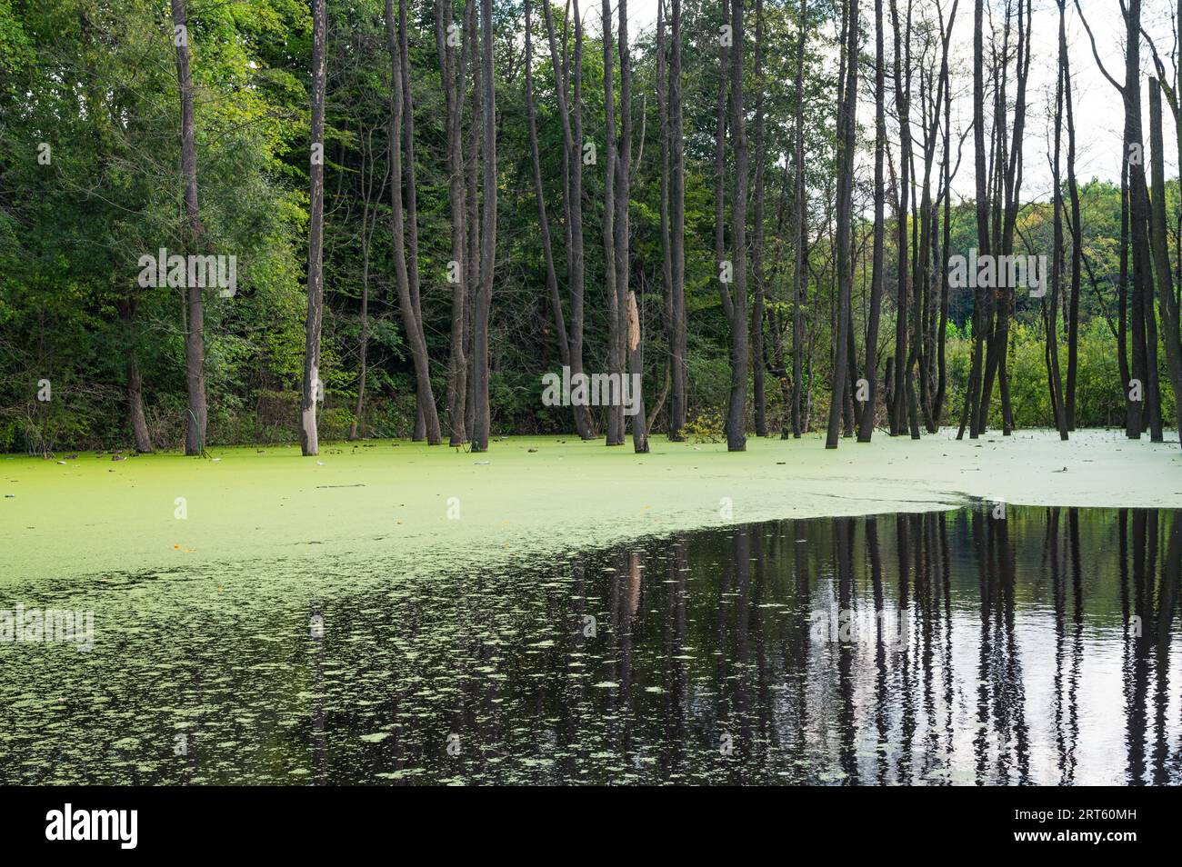 Lake in forest with water half covered with green duckweed. Some trees ...
