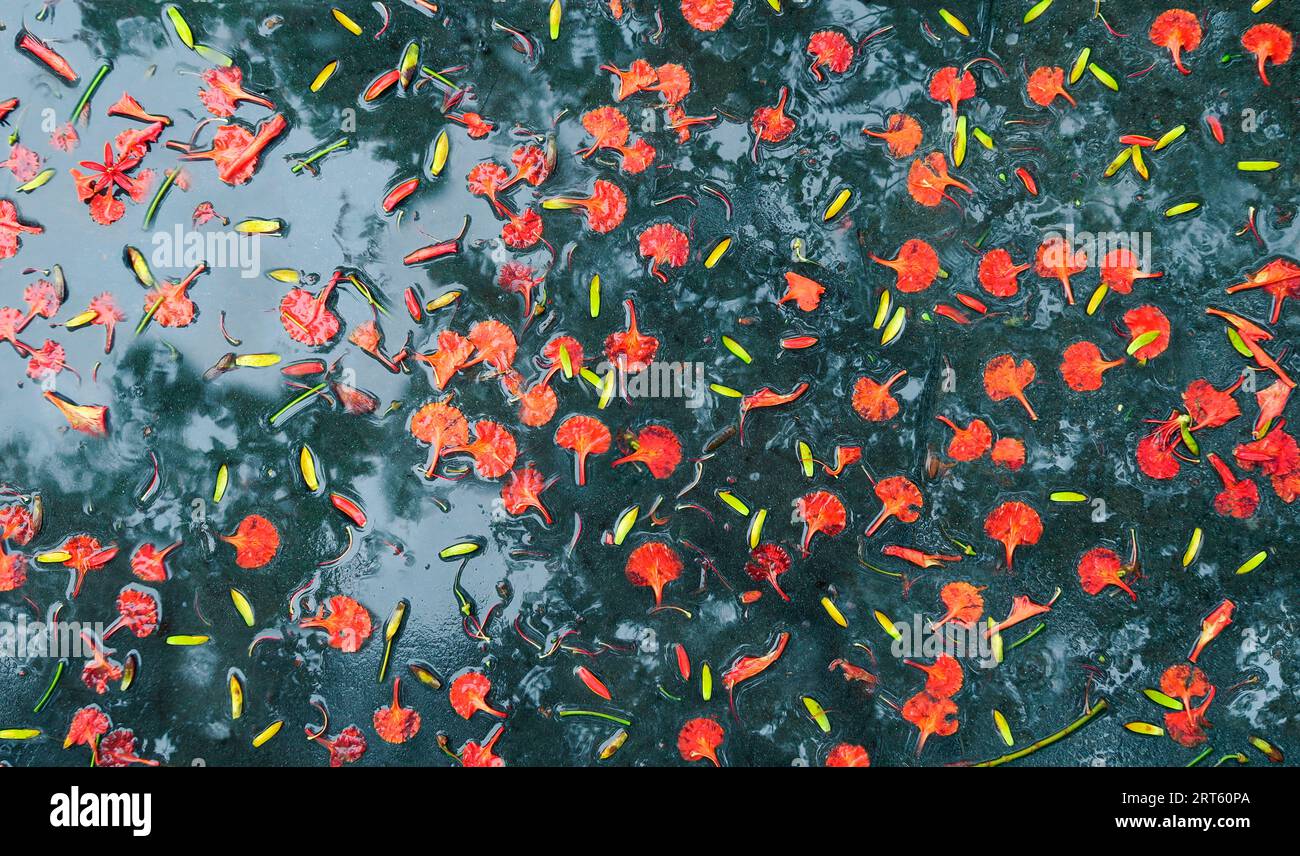 Fallen blossoms of Flame Tree (Brachychiton acerifolius) on road in ...