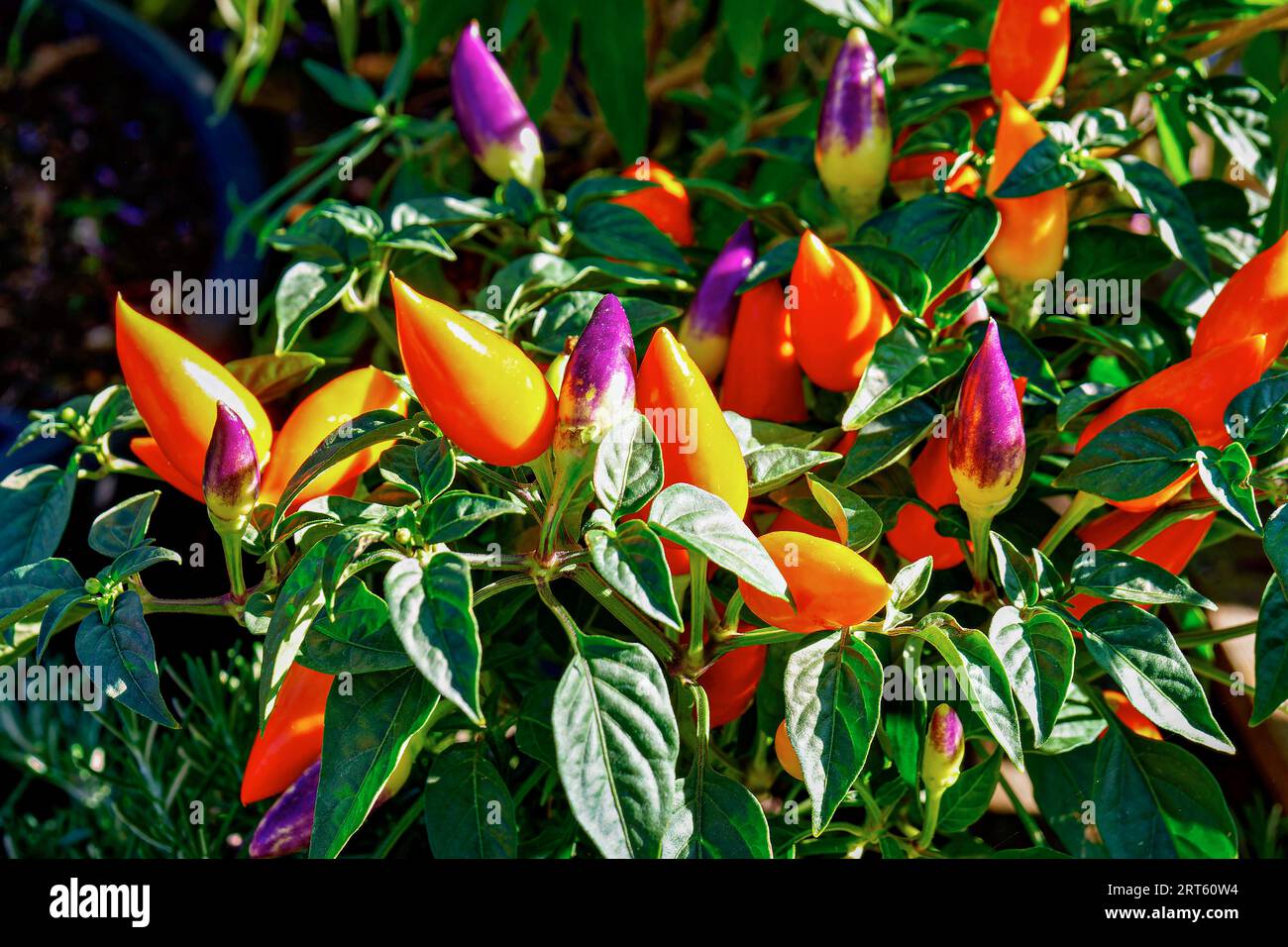 Ornamental pepper plants closeup showing off their vibrant red orange ...