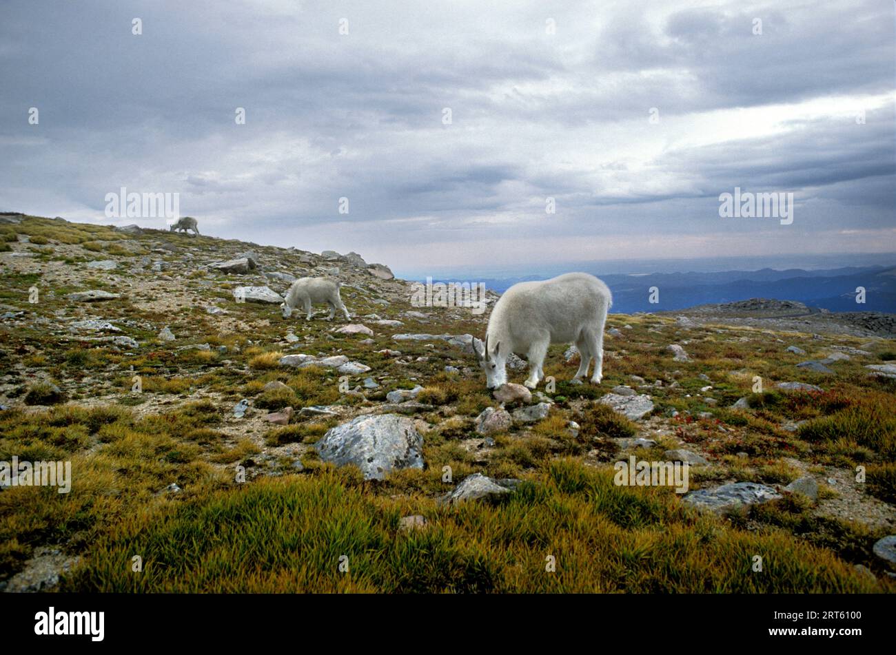 Three goats together hi-res stock photography and images - Alamy
