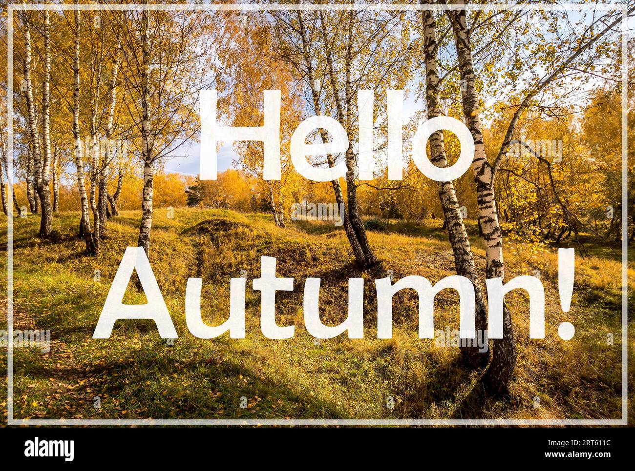 The words Hello Autumn on the background of birch forest with golden ...