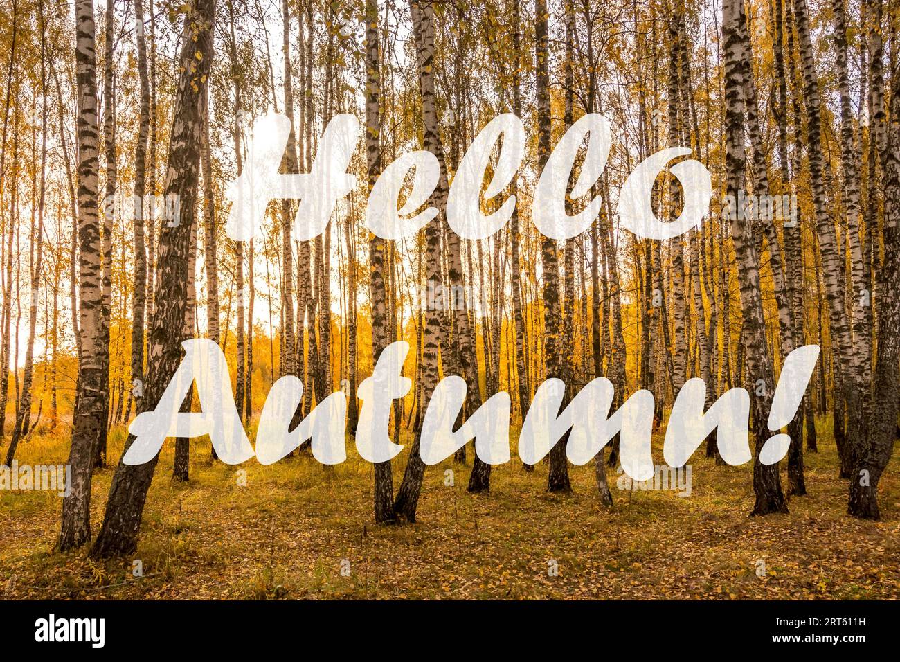 The words Hello Autumn on the background of birch forest with golden ...