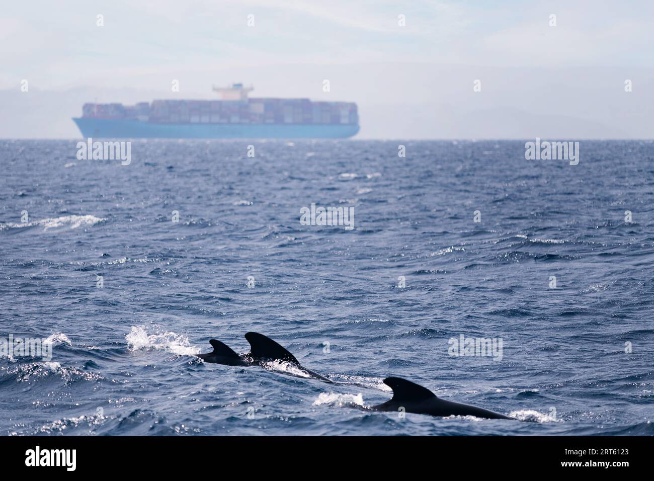 family of dolphins swimming in front of cargo ship Stock Photo - Alamy