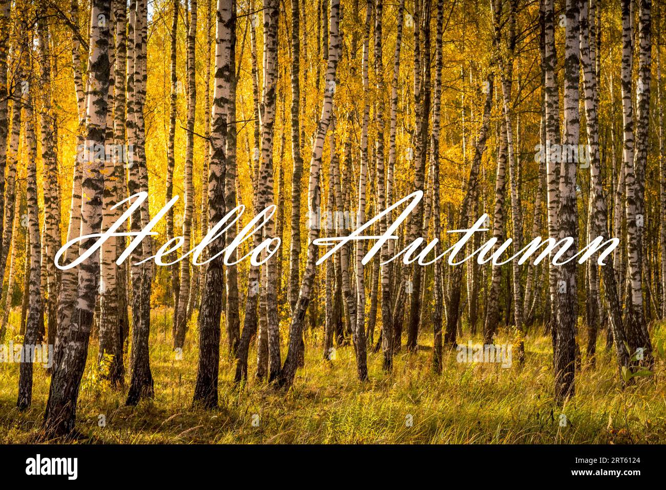 The words Hello Autumn on the background of birch forest with golden ...