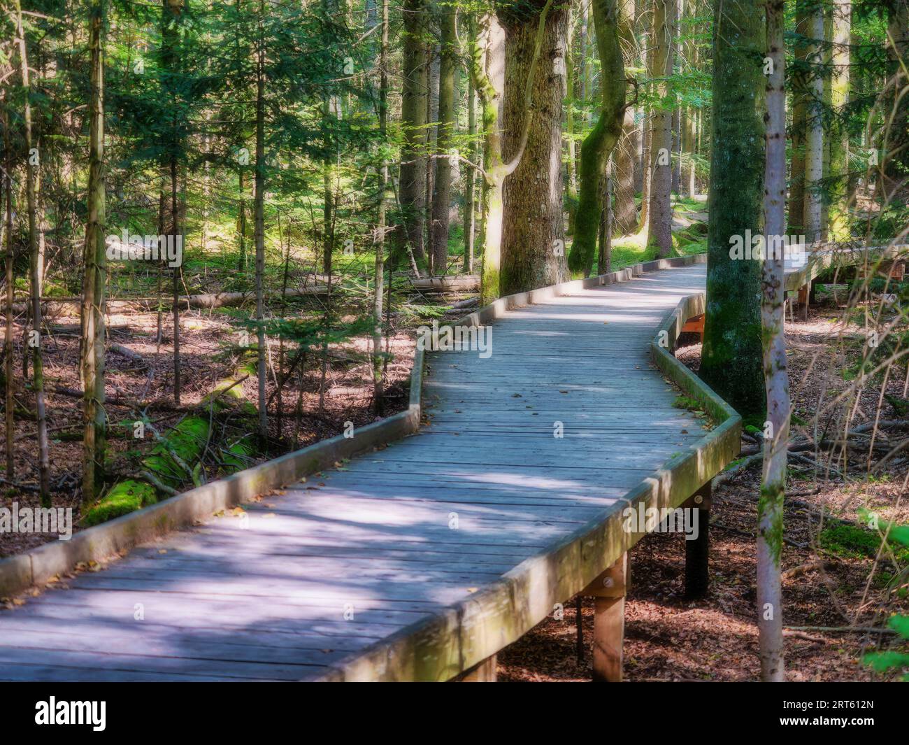 Wooden footbridge through the forest, ideal for hiking, Germany Stock ...