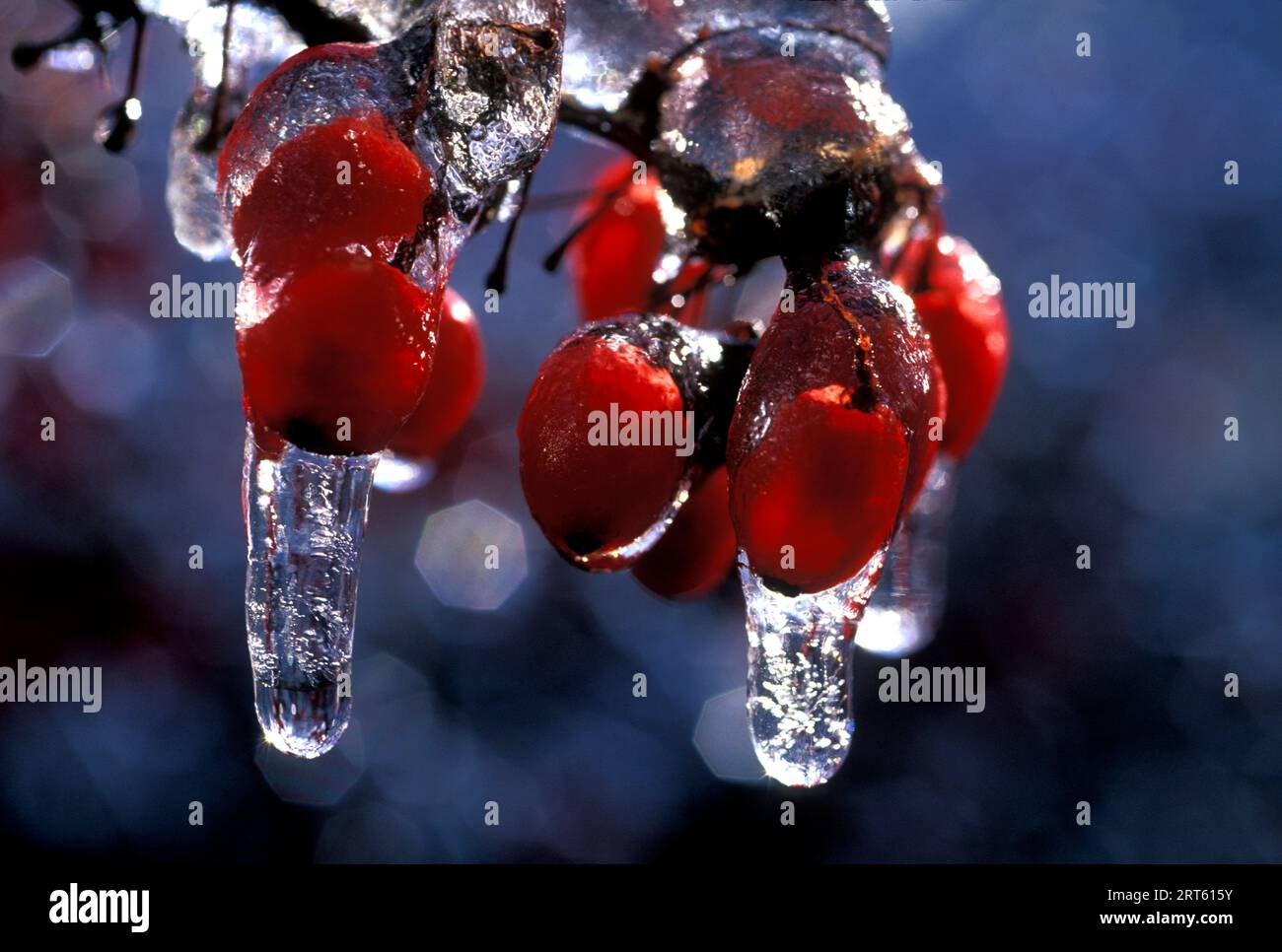 Red berries encapsulated in ice Stock Photo - Alamy
