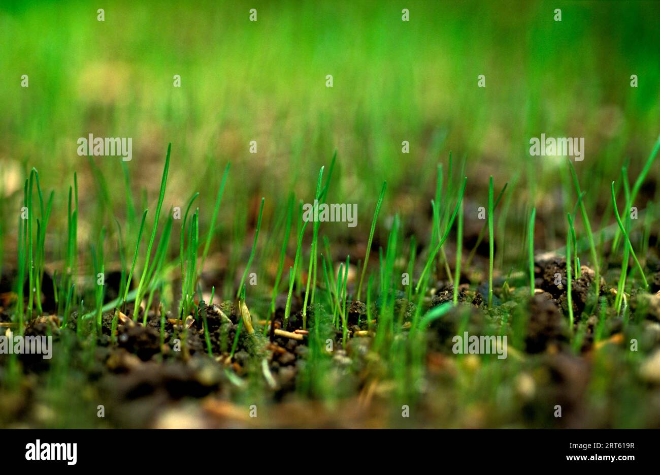 Green foliage growing in grass hi-res stock photography and images - Alamy