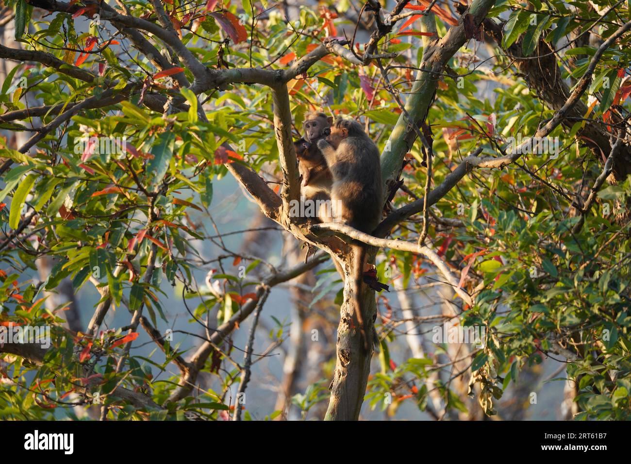 Bns nature hi-res stock photography and images - Alamy