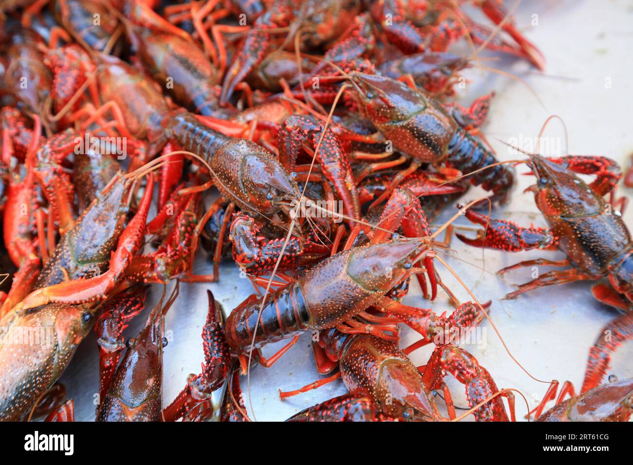 Fresh crayfish on the market Stock Photo - Alamy