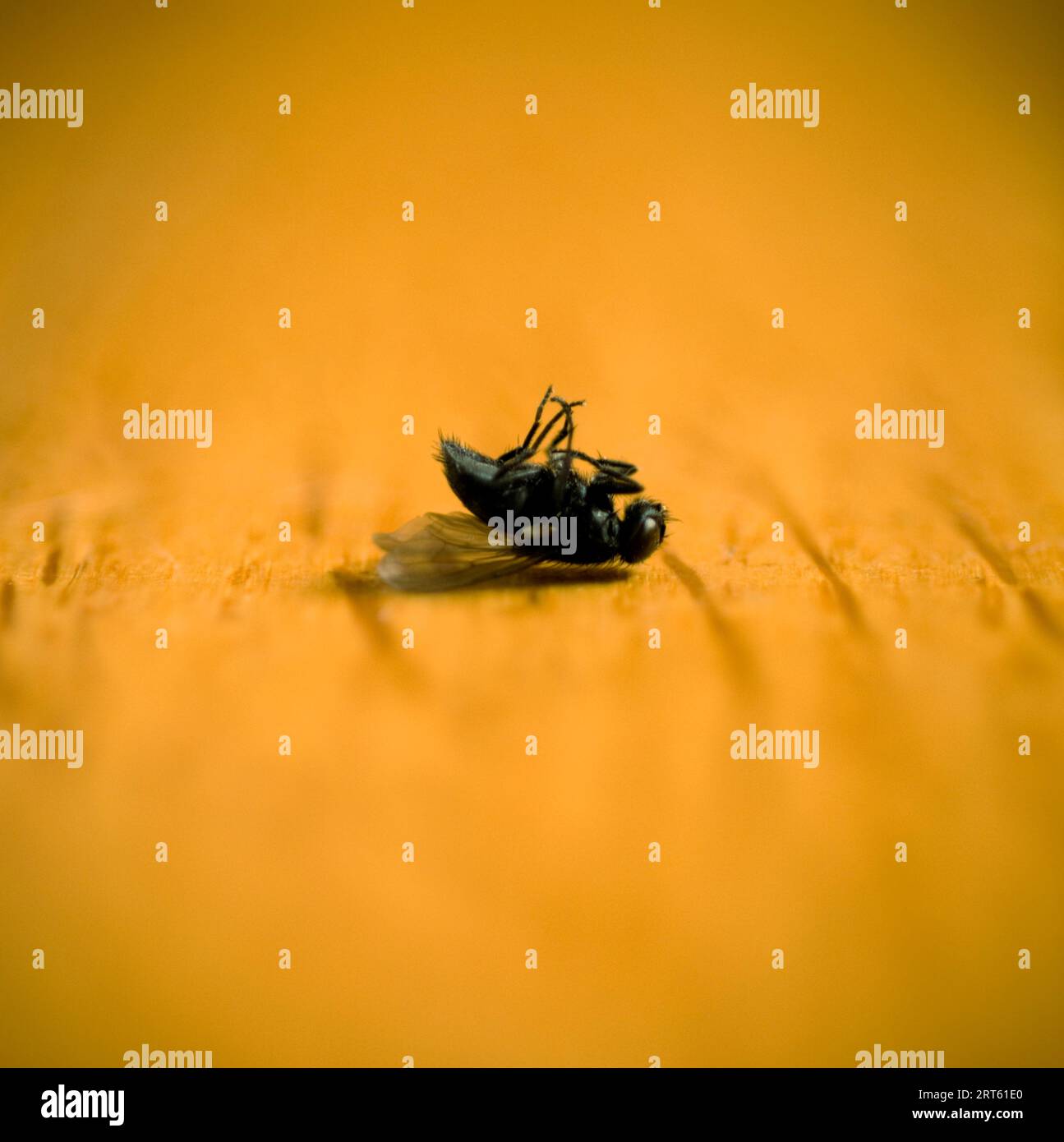 Dead fly upside down on wood floor Stock Photo - Alamy