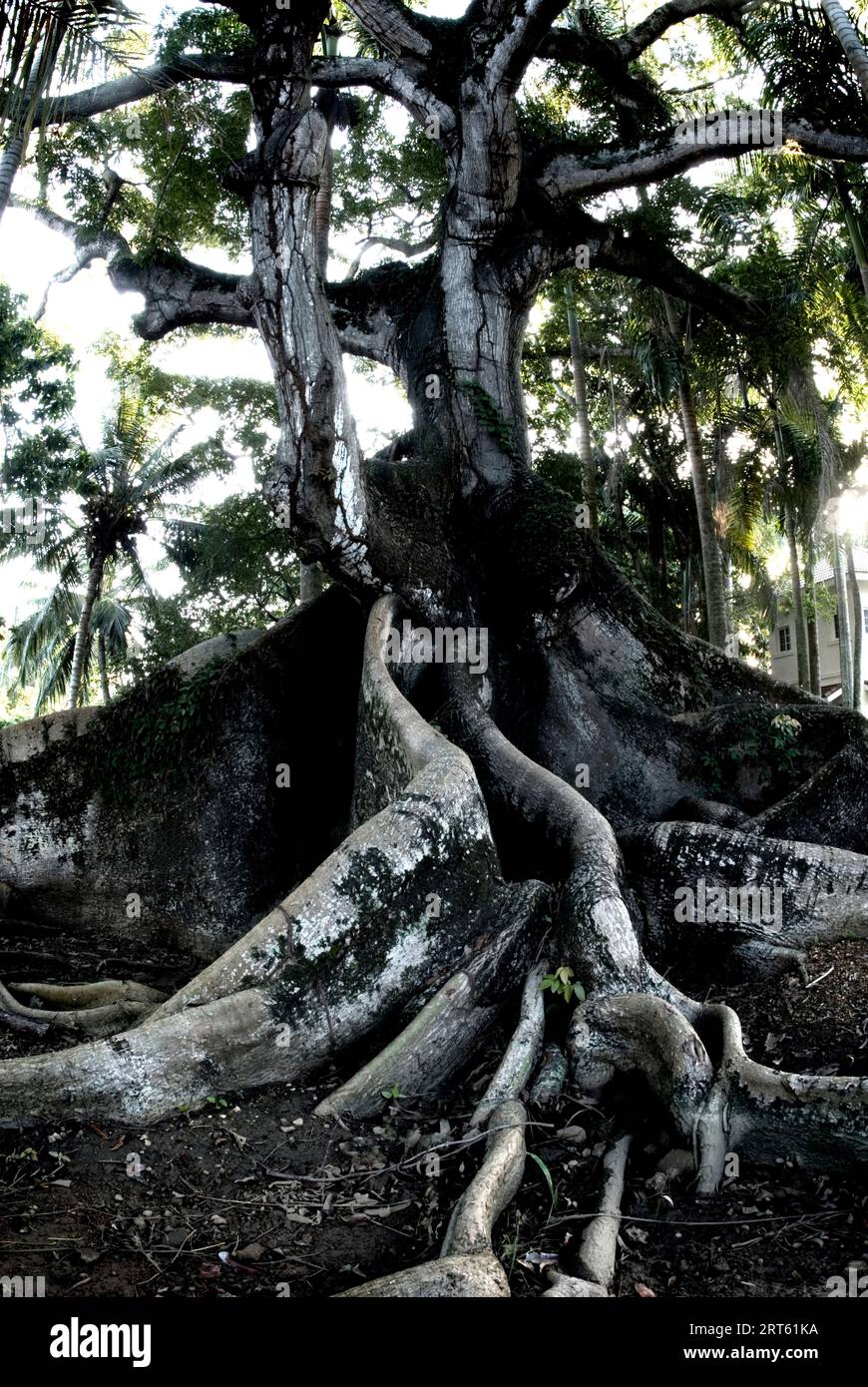Large root system supports massive tree Stock Photo - Alamy