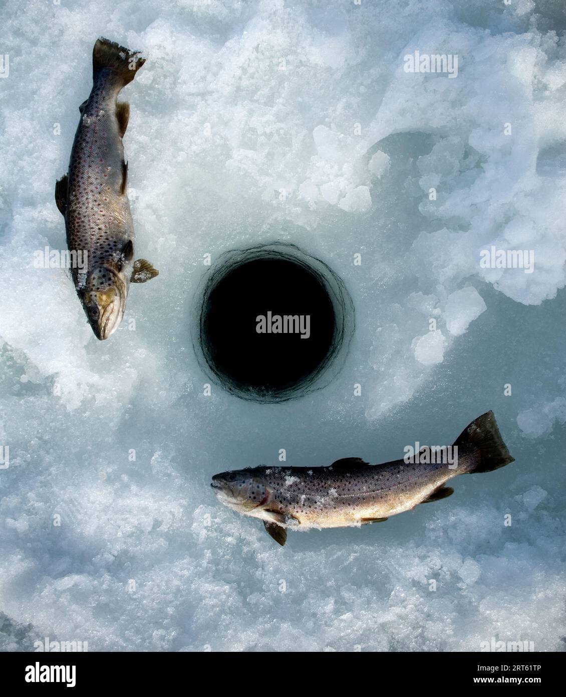 Two fresh trout lay next to ice fishing hole, Maine Stock Photo - Alamy