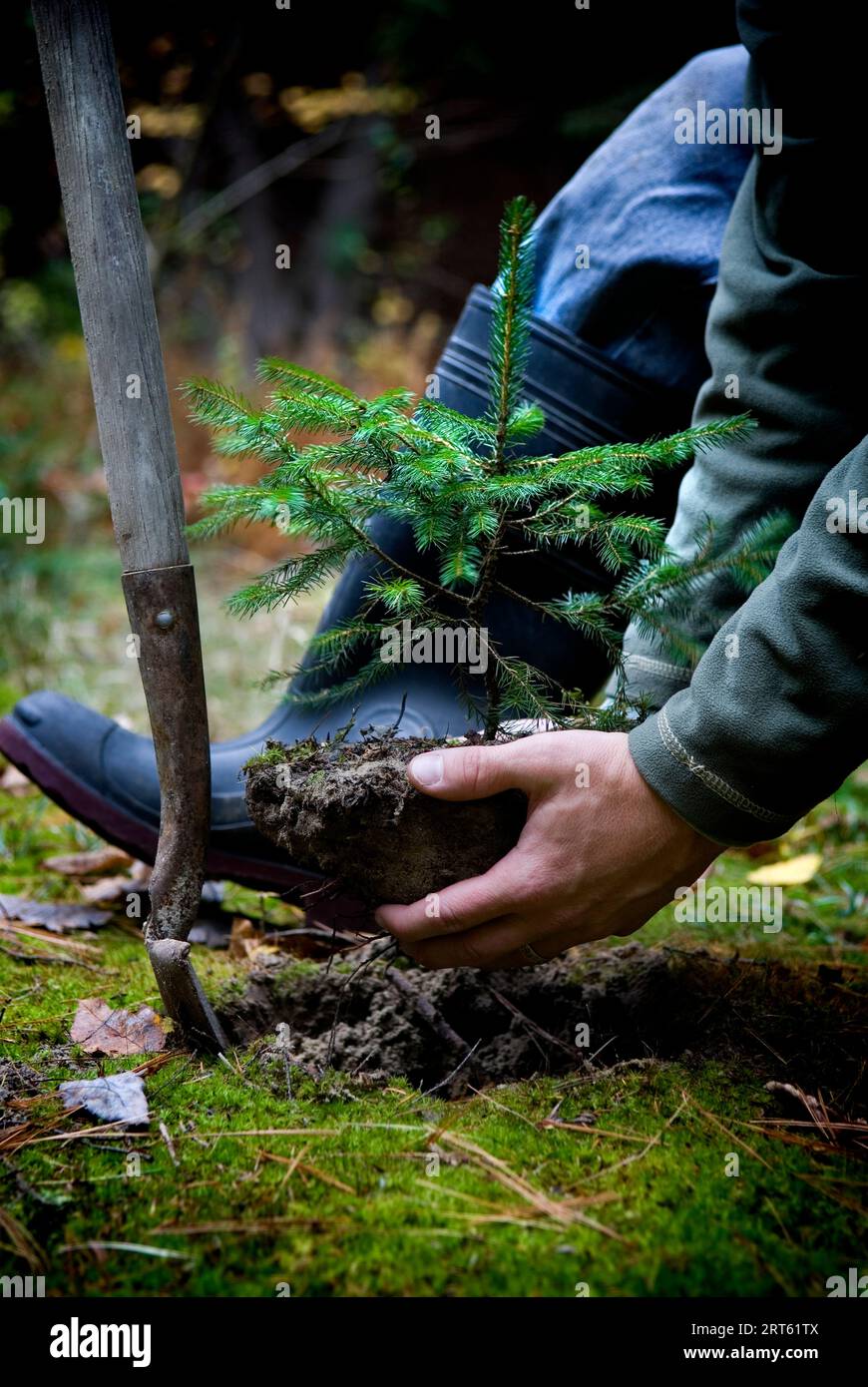 Planting a tree Stock Photo - Alamy