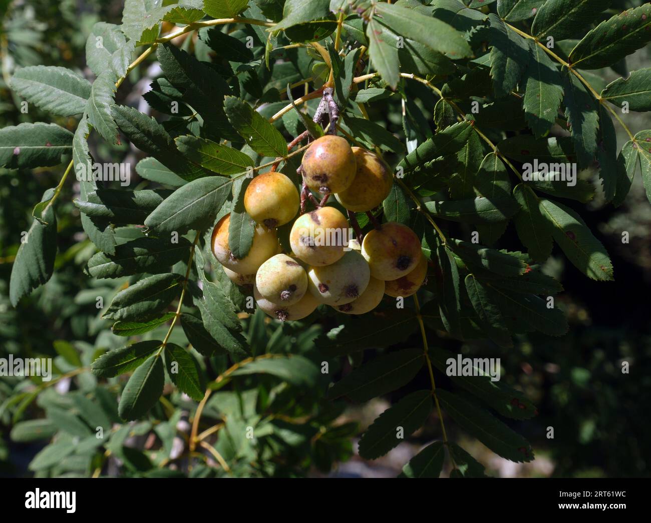 Cormus hi-res stock photography and images - Alamy