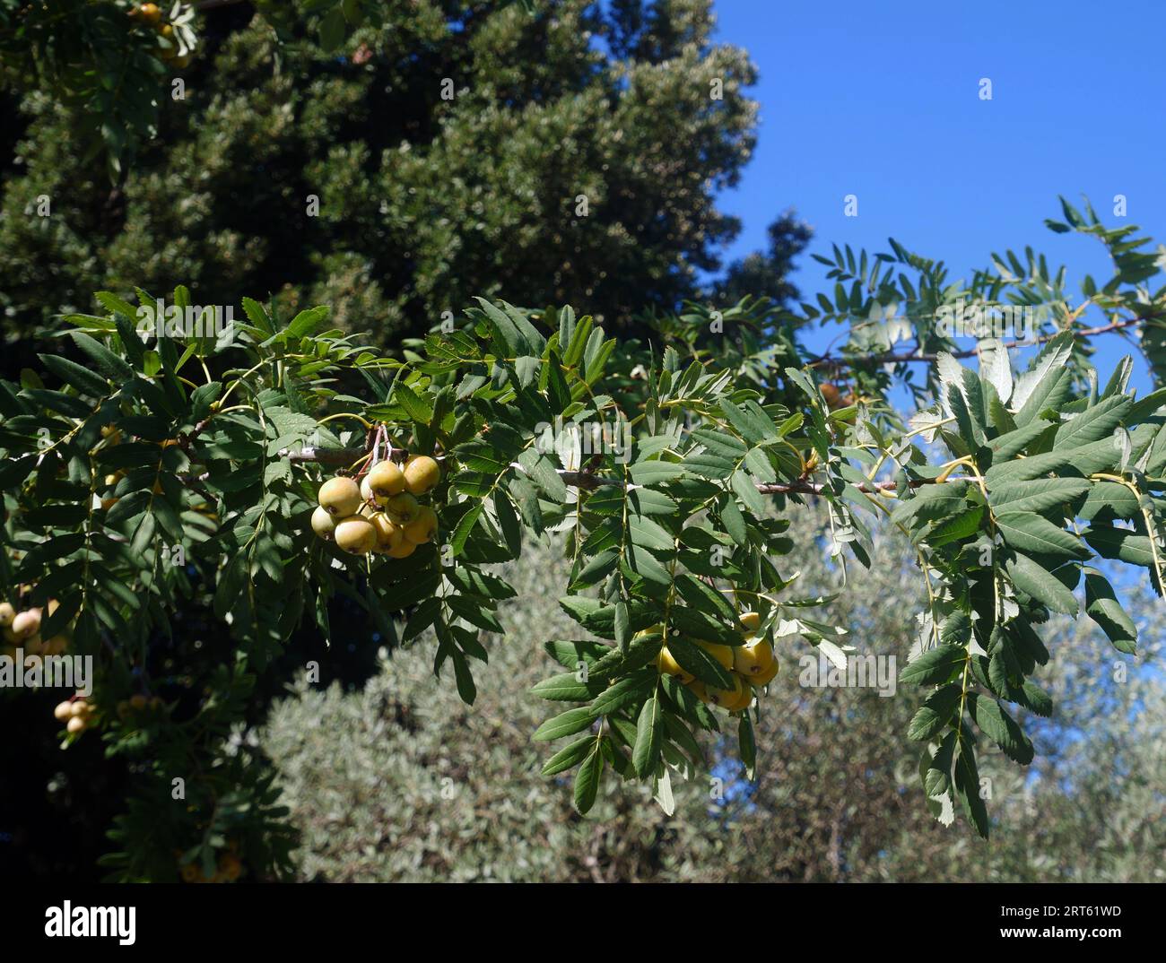 Cormus hi-res stock photography and images - Alamy
