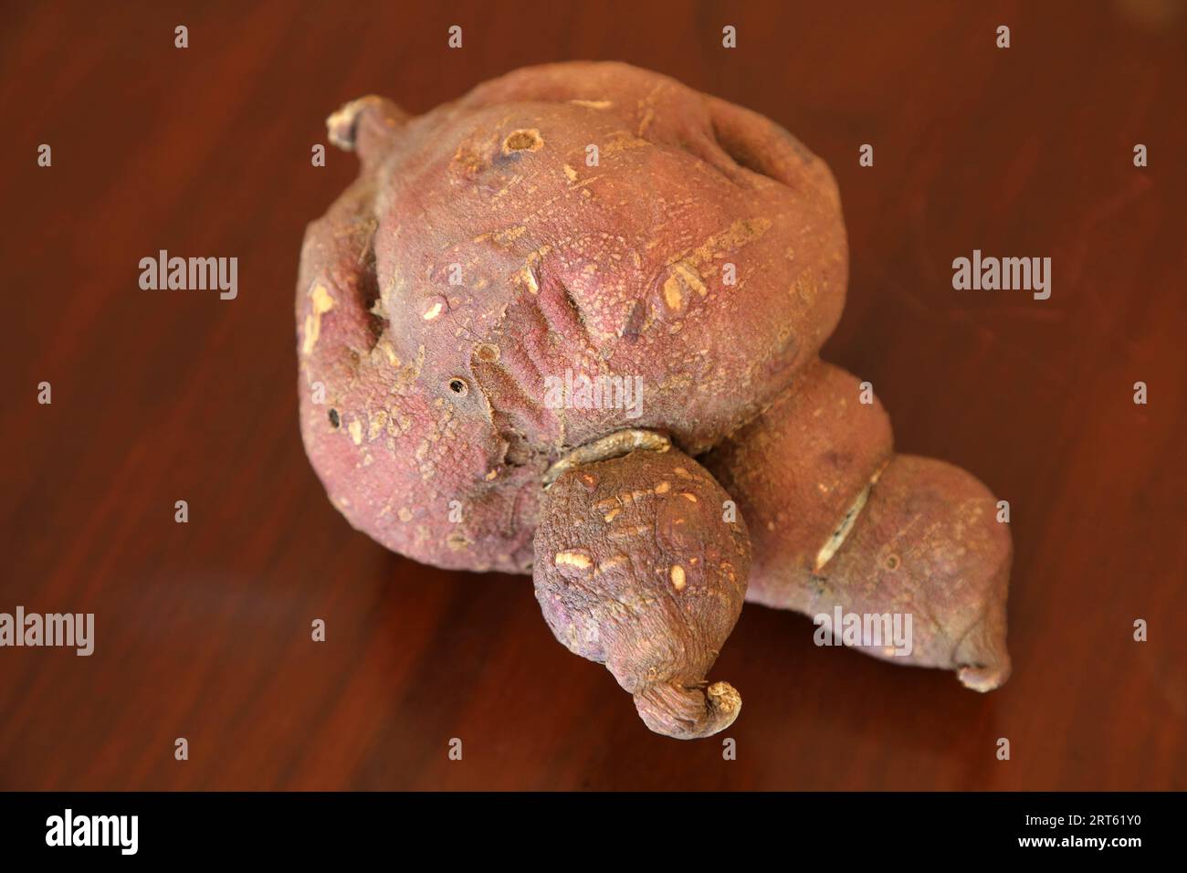 Sweet potato with peculiar shape Stock Photo - Alamy