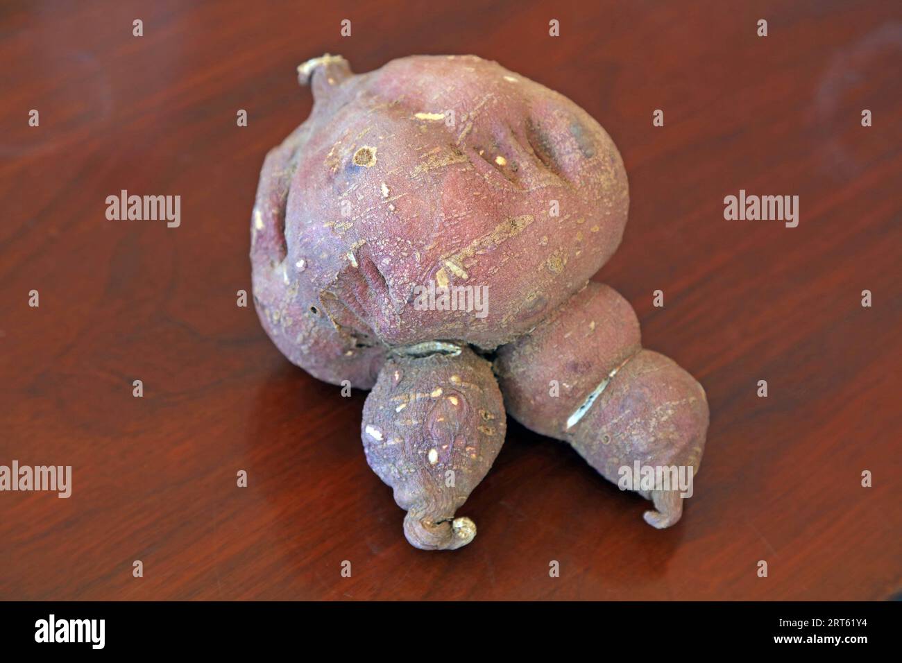 Sweet potato with peculiar shape Stock Photo - Alamy