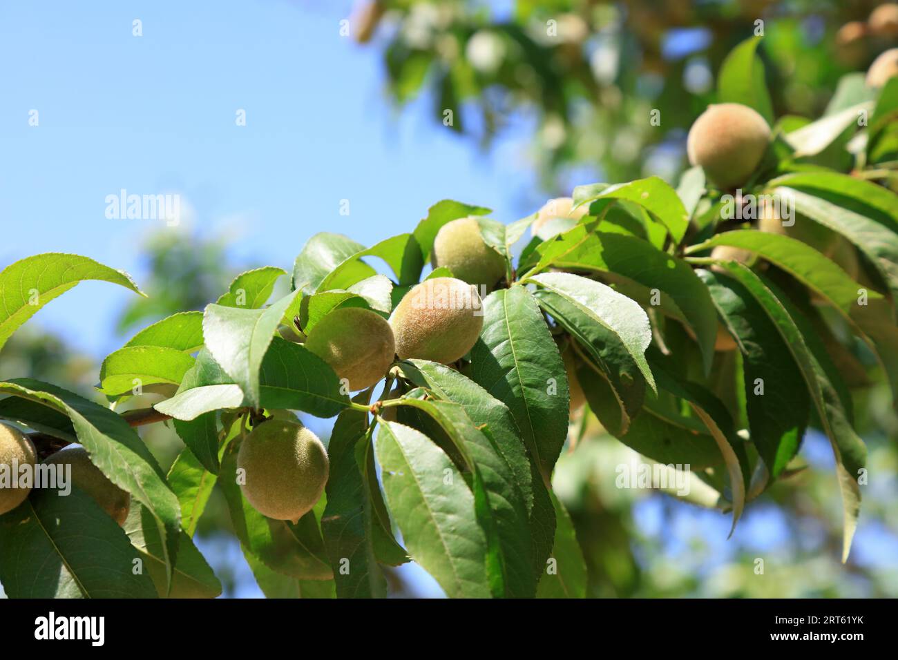 wild peach on the branch Stock Photo - Alamy