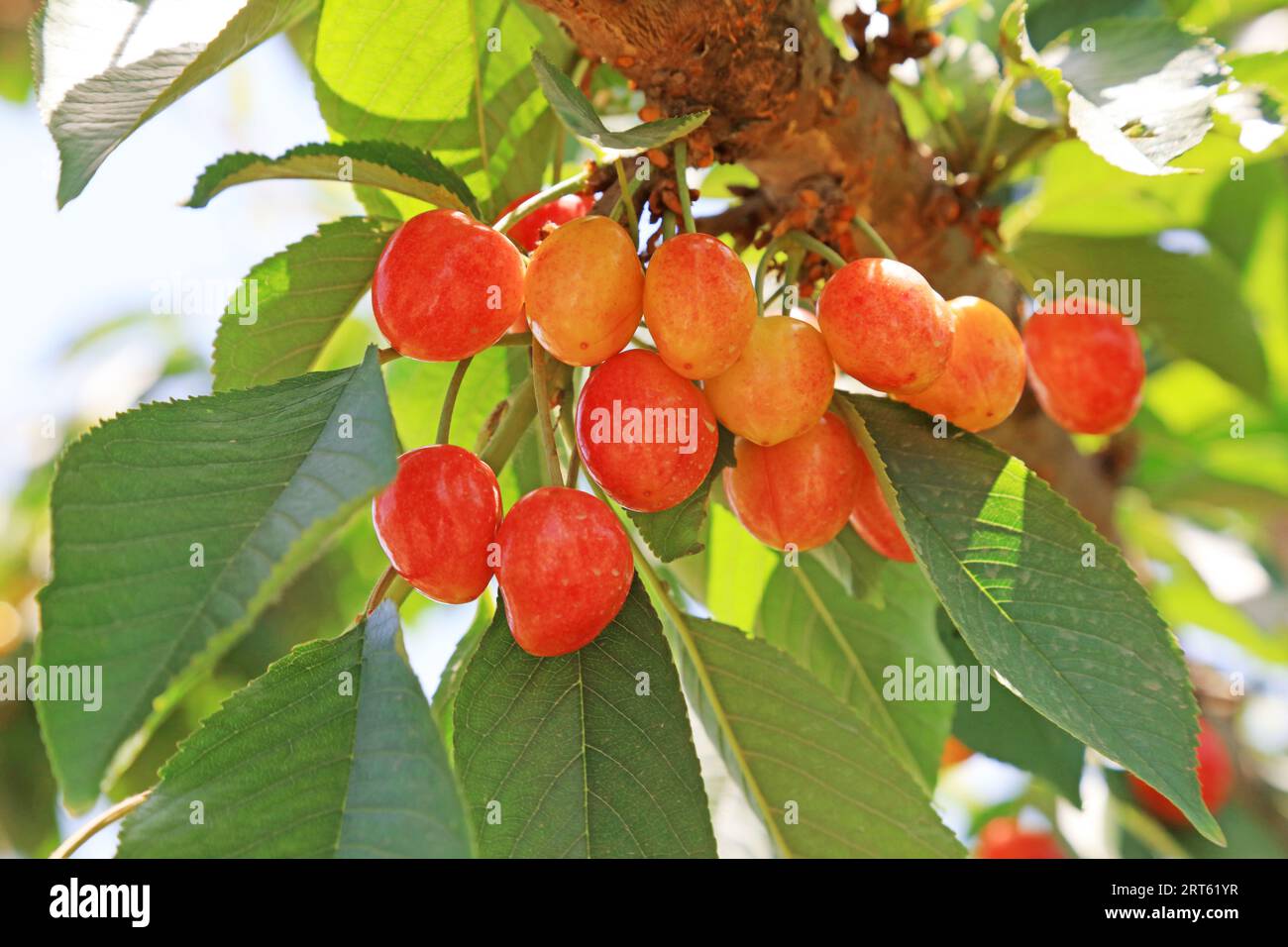 American Cherry on the Branch Stock Photo - Alamy