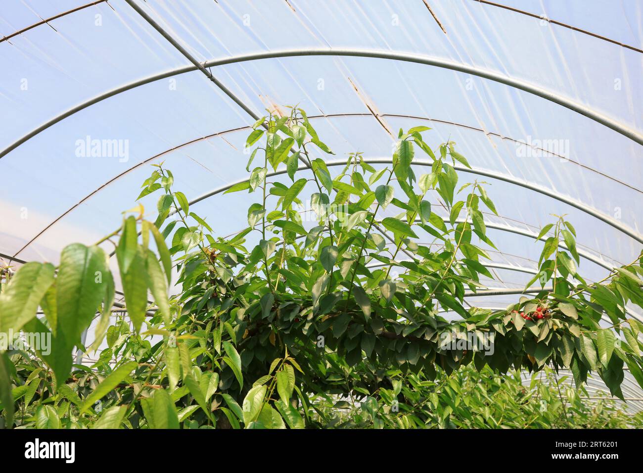 American Cherry on the Branch Stock Photo - Alamy